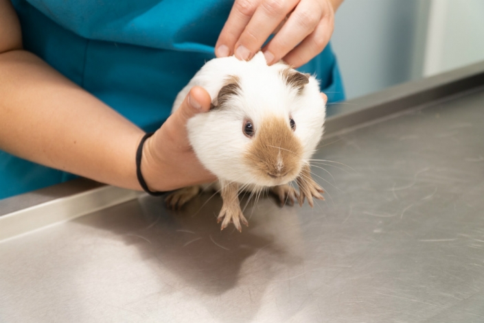 Met mijn cavia naar de Dierenarts! | Een hart voor pootjes