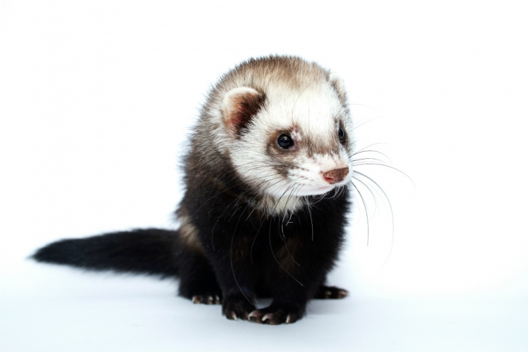 Met mijn fret naar de dierenarts! | Een hart voor pootjes